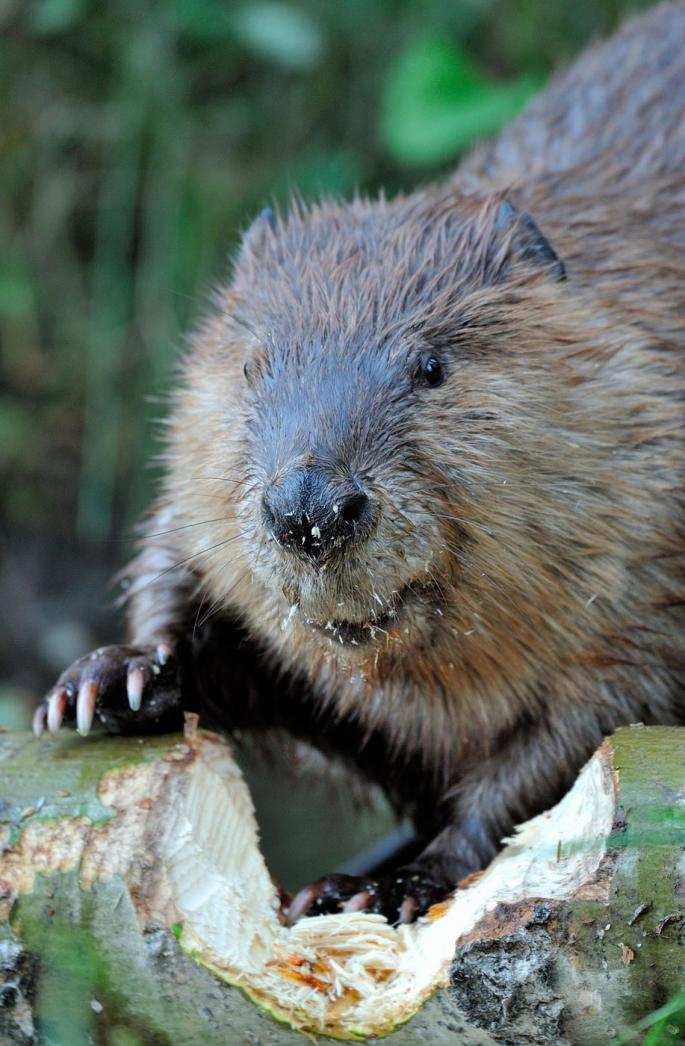 Ljubav za ceo život: Ovo su najvernije životinje - jednom kada nađu ...