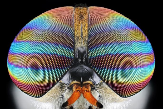 Portreti insekata: Sada ih možete pogledati pravo u oči!