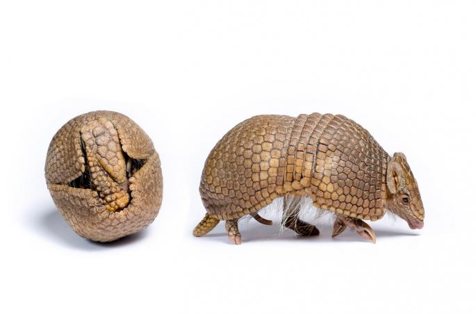 Upoznajte maskotu Mundijala