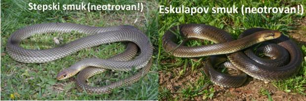 BEZ PANIKE: Većina zmija na ugroženim područjima su bezopasne