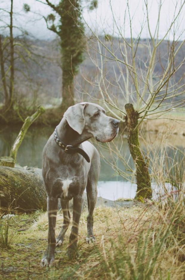 Nemačka doga: Veliki pas mekog srca