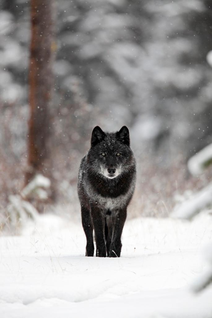 SVETA ŽIVOTINJA: Verovanje opstalo vekovima - Srbin je nastao od VUKA!