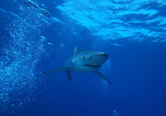 JEZIVO! Plava ajkula napala plivača u plitkoj vodi