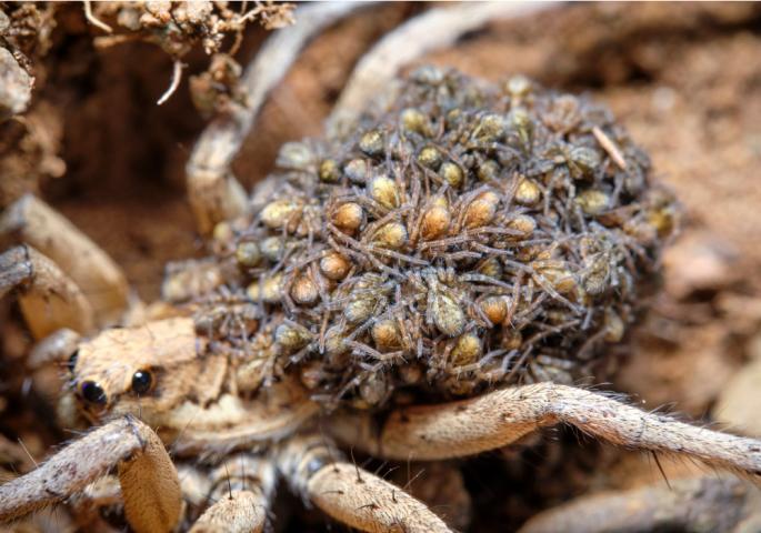 ŽENA KOSILA TRAVNJAK, A ONDA SE STRESLA OD JEZE: "Pauk vuk" sa ...