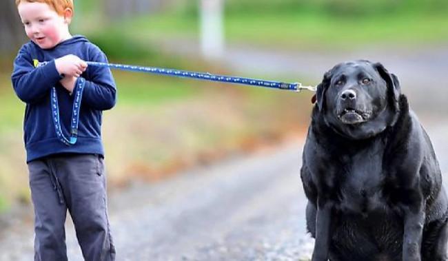 ONI NISU ODOLELI HRANI: 5 najdebljih pasa na svetu! (FOTO/VIDEO)