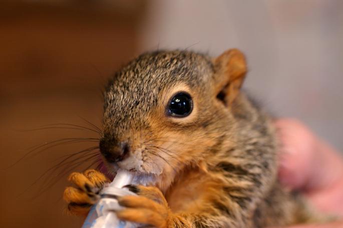 DA TI SE SLOMI SRCE! Čovek zvao POLICIJU jer ga je PRATILA beba ...