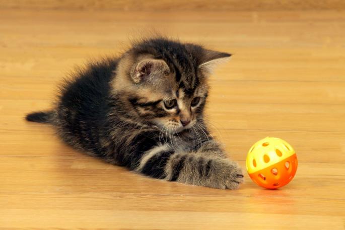 Neslaganje psa i mačke