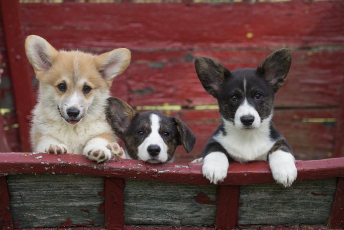 Korgi Korgičanstveni! Kraljevski pas sve popularniji i u SRBIJI