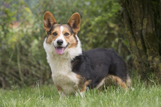 Korgi Korgičanstveni! Kraljevski pas sve popularniji i u SRBIJI