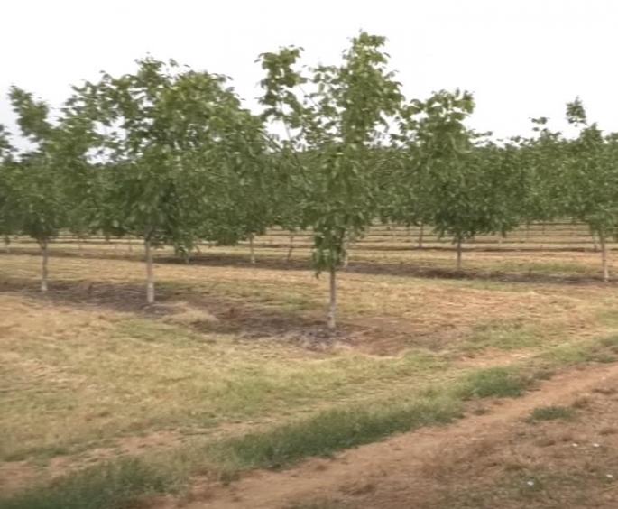 Ne sadite ga BLIZU KUĆE, izuzetno je OTROVNO - Drvo koje mnogi Srbi ...