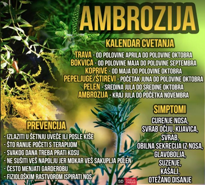 ZAŠTITITE SE OD AMBROZIJE - Nekoliko saveta koji pomažu u kritičnim ...