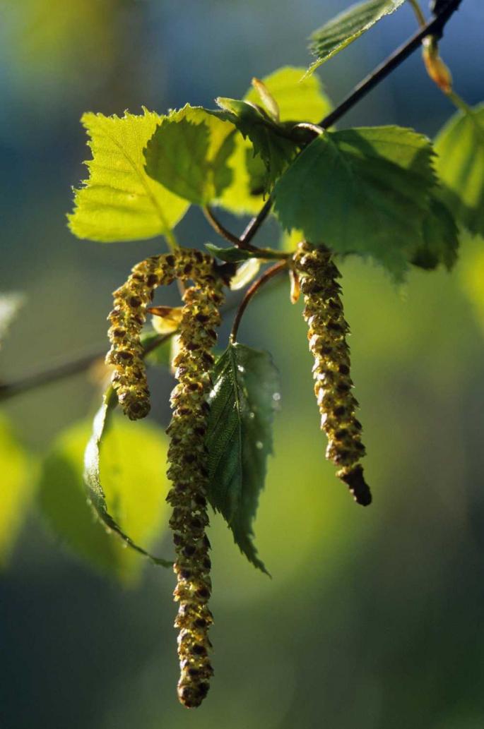 UŽAS! Zašto je nekome ovo palo na pamet? U Beogradu ISEČENO ZDRAVO ...