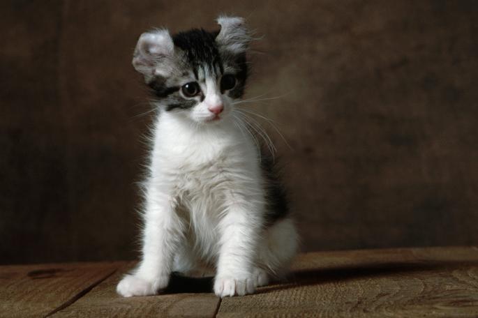 Američka kovrdžava mačka: Čupava lepotica