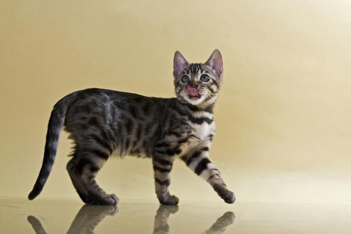 Bengalska mačka: Divlja u srcu i temperamentna pasmina