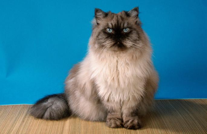 Himalajska mačka: Uspešan eksperiment