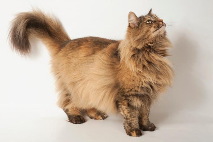 Norveška šumska mačka: Miljenica vikinga