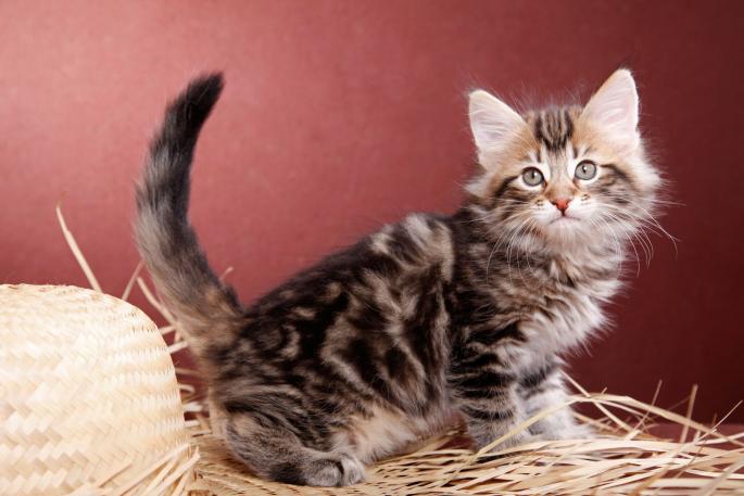 Norveška šumska mačka: Miljenica vikinga