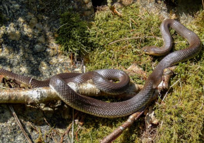 UPOZORENJE! Pre nego što krenete u prirodu, naoružajte se znanjem ...