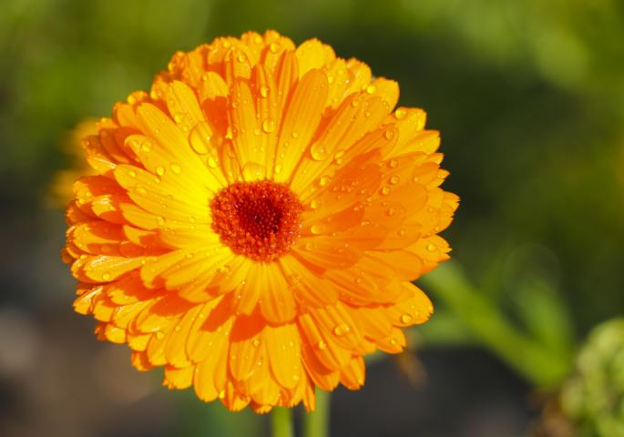 Biljka koja ČINI ČUDA: Njen CVET se koristi kao MELEM ZA LEČENJE svih ...