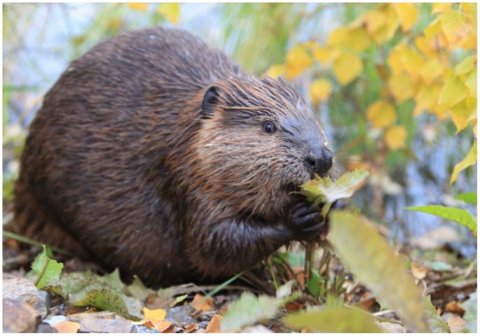 KRVOLOČNI DABAR HARA PO ZEMUNU: Srušio čitavo stablo, može biti opasan ...