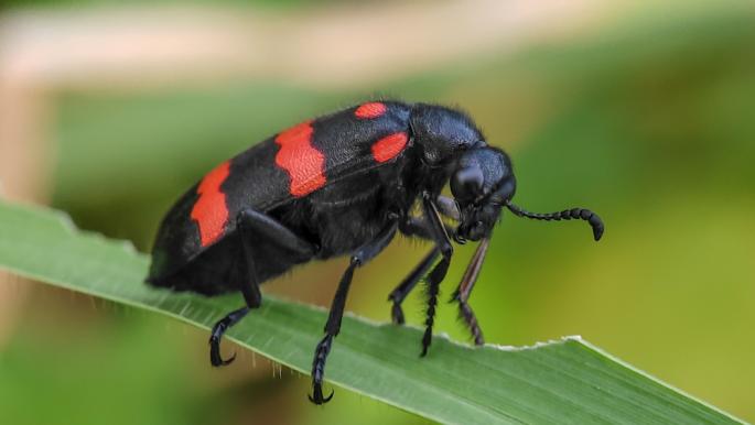 Najopasniji insekti na svetu nisu samo oni otrovni