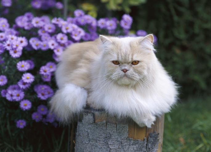 Sve što želite da znate o persijskim mačkama