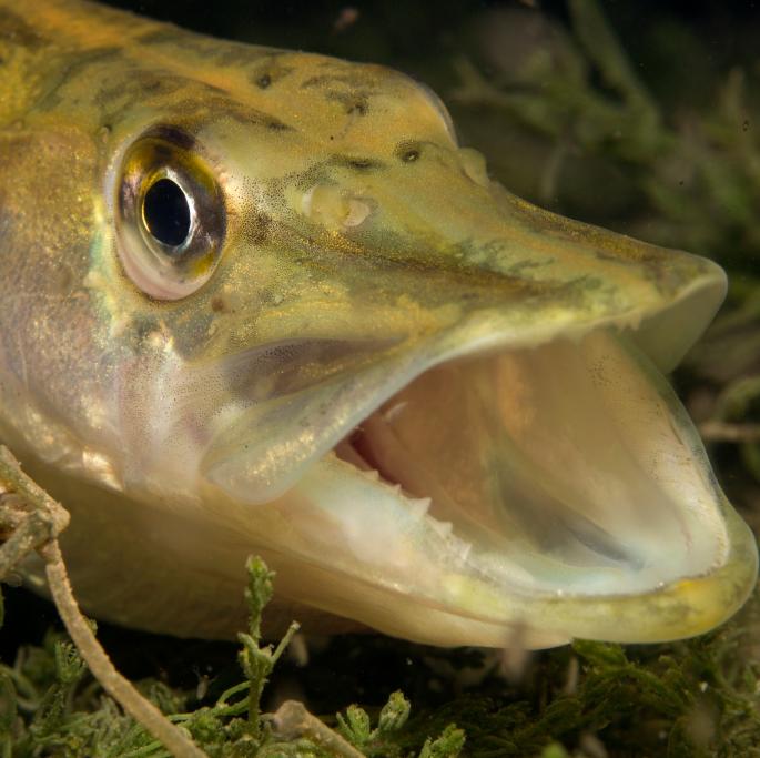 Porazite predatora - kako uhvatiti štuku