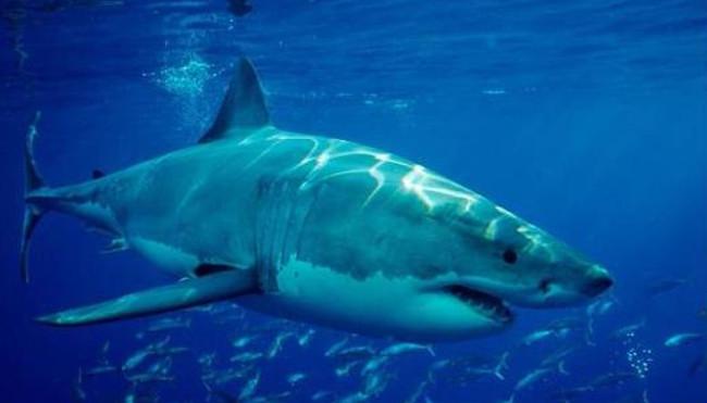 Opada populacija ajkula: U nekim delovima sveta za čak 90%!