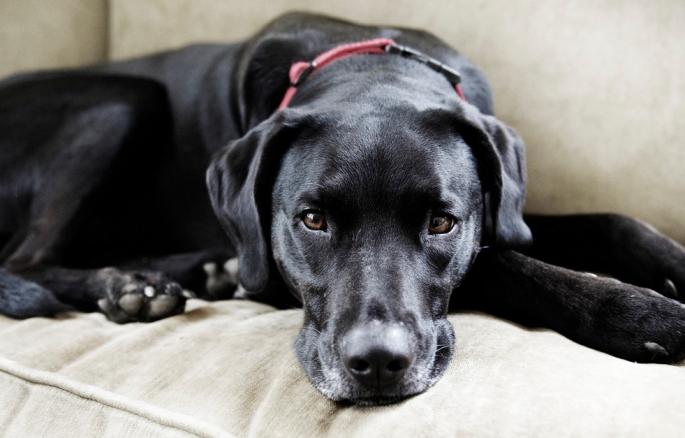 Kako se izboriti sa bakterijama koje ljubimci ostavljaju u kući?