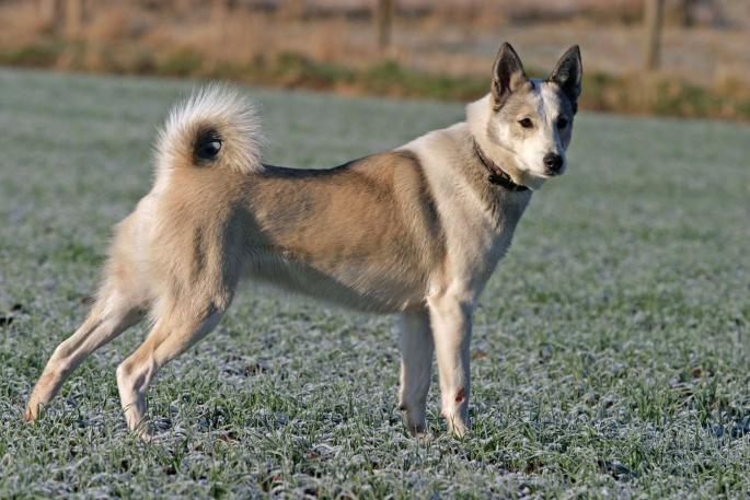 Lajka: Pas koji je uvek na oprezu | Najnovije vesti - Srbija danas