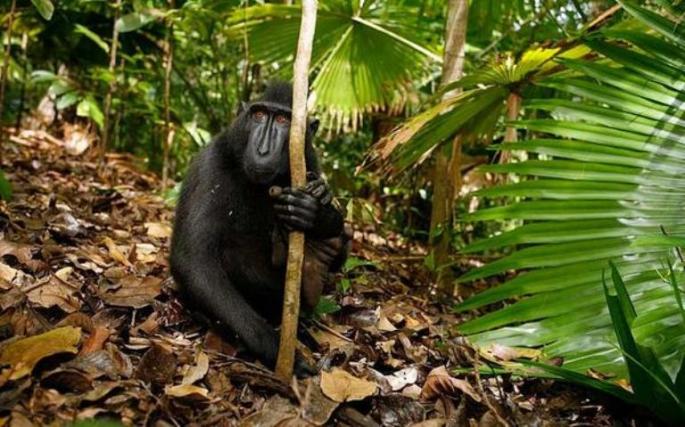 Da li je ovaj majmun napravio selfi ili fotograf?