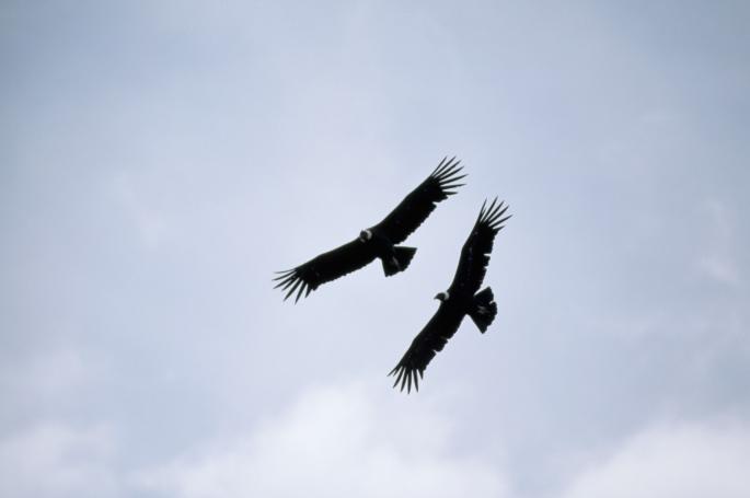 Radi zaštite divljih ptica Dejtonski aerodrom sadi travu