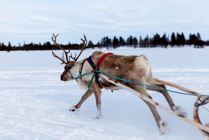 ĆAO, DEDA MRAZE: Irvasi prešli u policajce!
