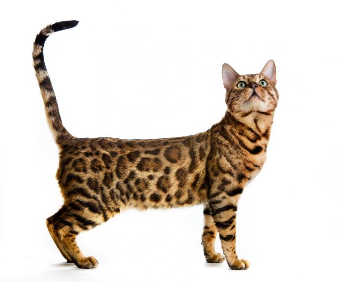 Bengalska mačka: Divlja u srcu i temperamentna pasmina