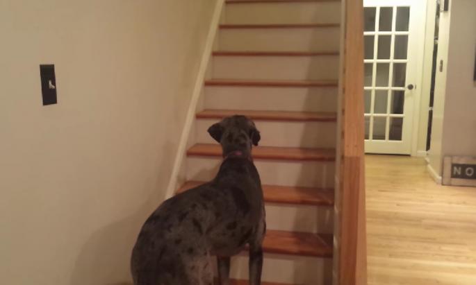 Velika danska doga videla svog prvog "duha": Ovo je njena reakcija