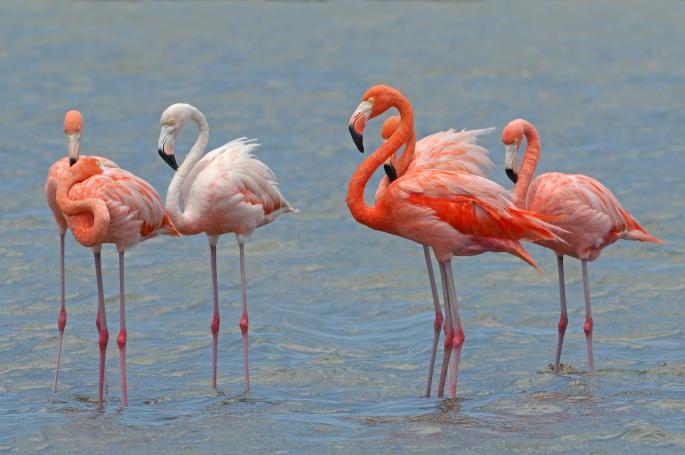 NAPOKON USLIKAN: Pogledajte kako izgleda JEDINI crni flamingo na svetu ...