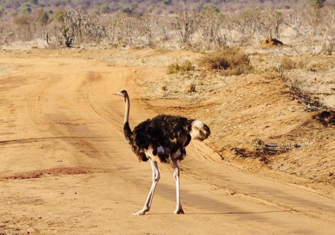 PTICA TRKAČICA U AKCIJI! Noj JURIO bicikliste, a oni nisu IZDRŽALI i ...