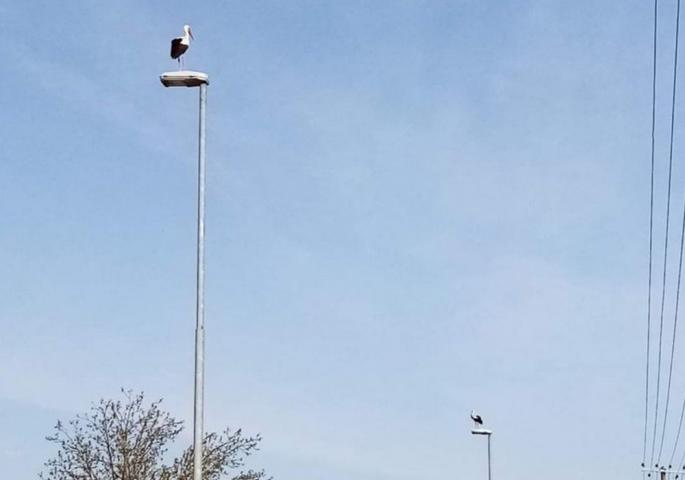 PRVI VESNICI PROLEĆA STIGLI U SRBIJU: Rode svile gnezdo na banderi (FOTO)