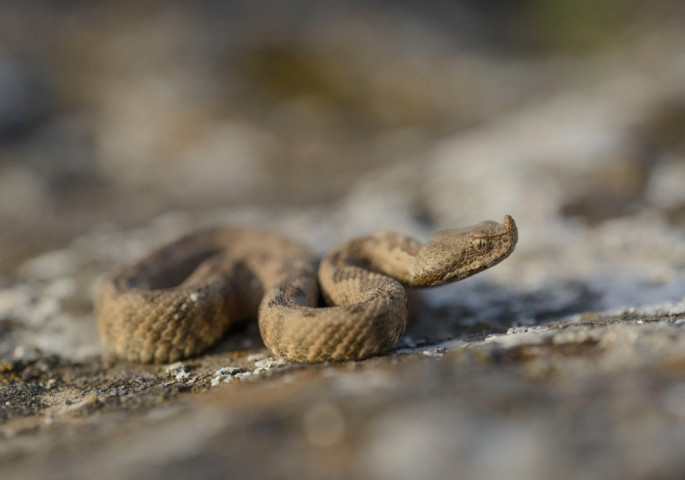 OVO SU 3 NAJOPASNIJE ZMIJE U SRBIJI: Svakog leta haraju našom zemljom ...