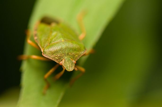 Kako se rešiti smrdibuba?