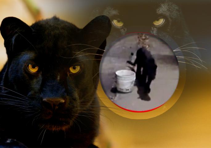 EKSKLUZIVNO OTKRIVAMO: Crni panter ušao u dvorište kuće u Vrbasu ...