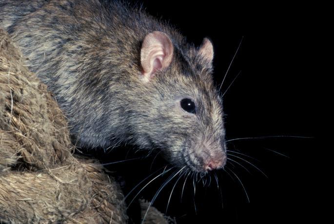 "BIO JE OGROMAN, NIJE MI BILO SVEJEDNO!" Ženu iz Čačka ujeo PACOV ...