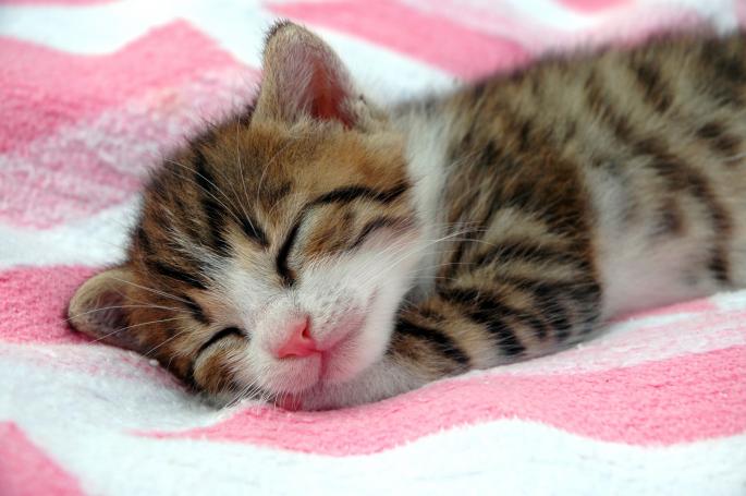 Kako naučiti mace da se lepo igraju?