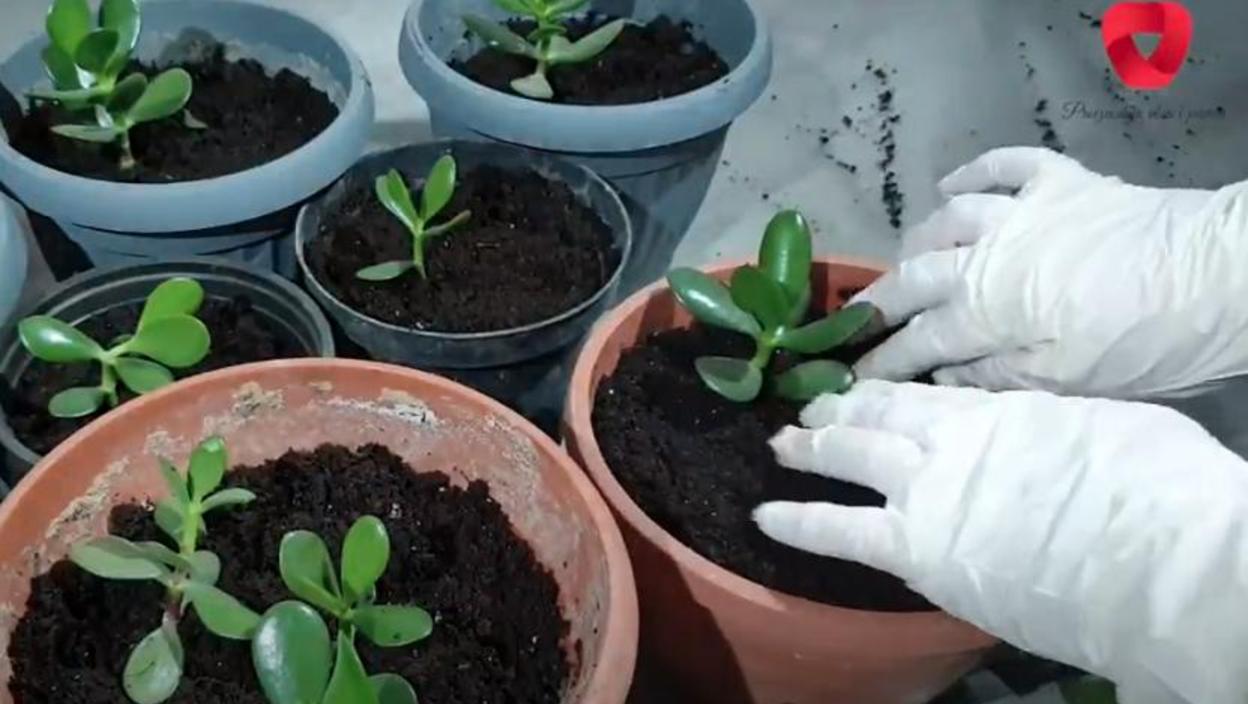 LEPIĆE SE PARE ZA VAS! Nabavite ovu biljku i u saksiju dodajte dva novčića, gledajte kako vam ...