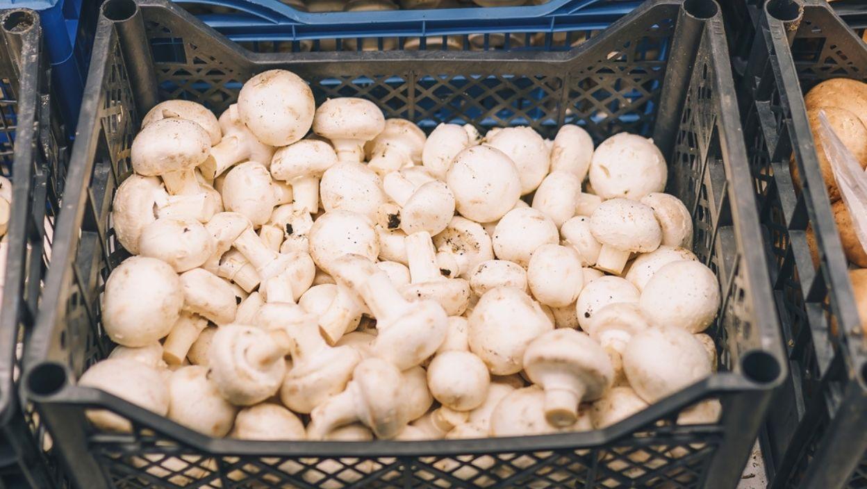 MASOVNO TROVANJE PEČURKAMA! 11 osoba završilo u bolnici, među ...