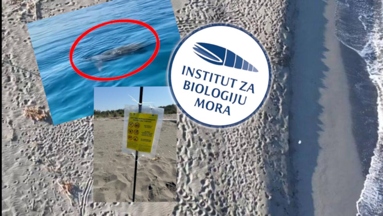 POTVRĐENO RAZMNOŽAVANJE MORSKOG STVORENJA KOD ADE BOJANE: Posle hvatanja velike bele ajkule kod ...