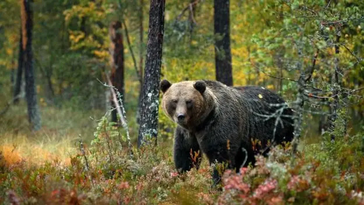 Medvedi postali "gospodari šume": Divlje zveri viđene u blizini naselja, upućen apel meštanima ...