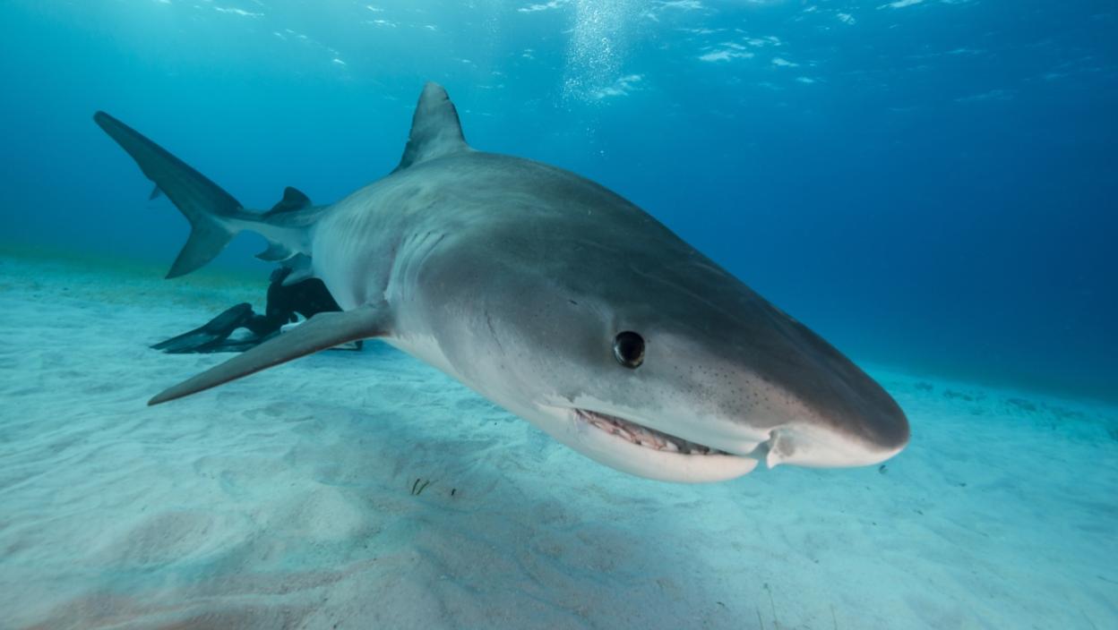 Ogromna tigrasta ajkula izvučena iz Jadrana! Upetljala se u mreže, ribari u neverici: "Šta ovako ...