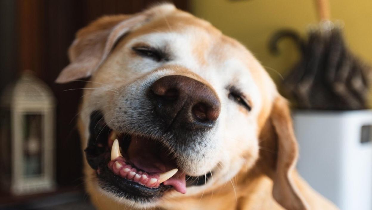 НАУЧНИЦИ ДОКАЗАЛИ - Ево која РАСА паса је НАЈИНТЕЛИГЕНТНИЈА