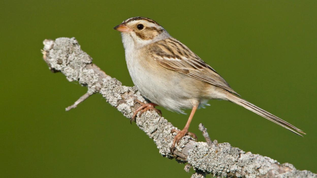 Upoznajte domaćeg vrapca - Srbija danas